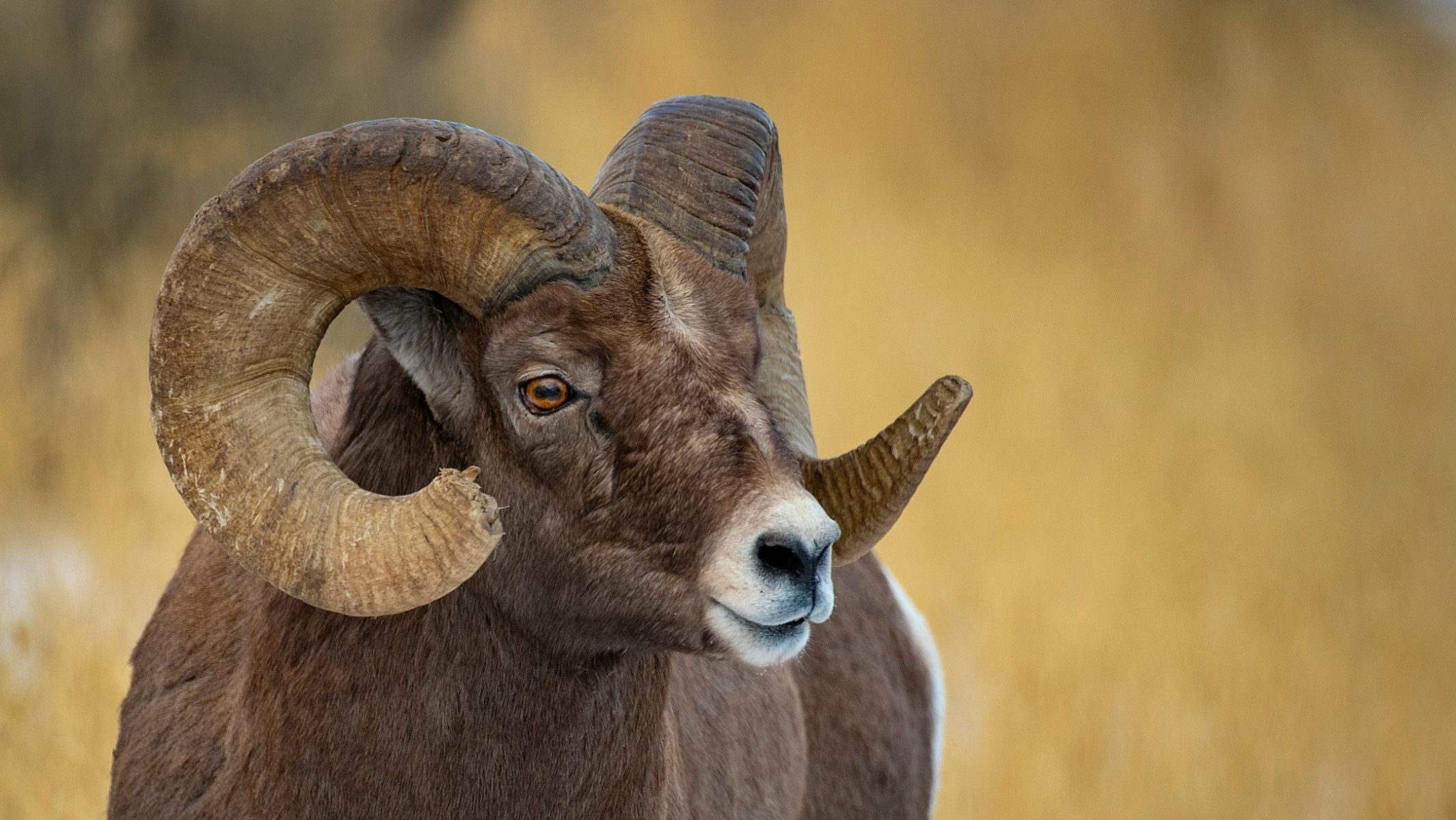 O carneiro-selvagem: uma lição sobre visão e liderança